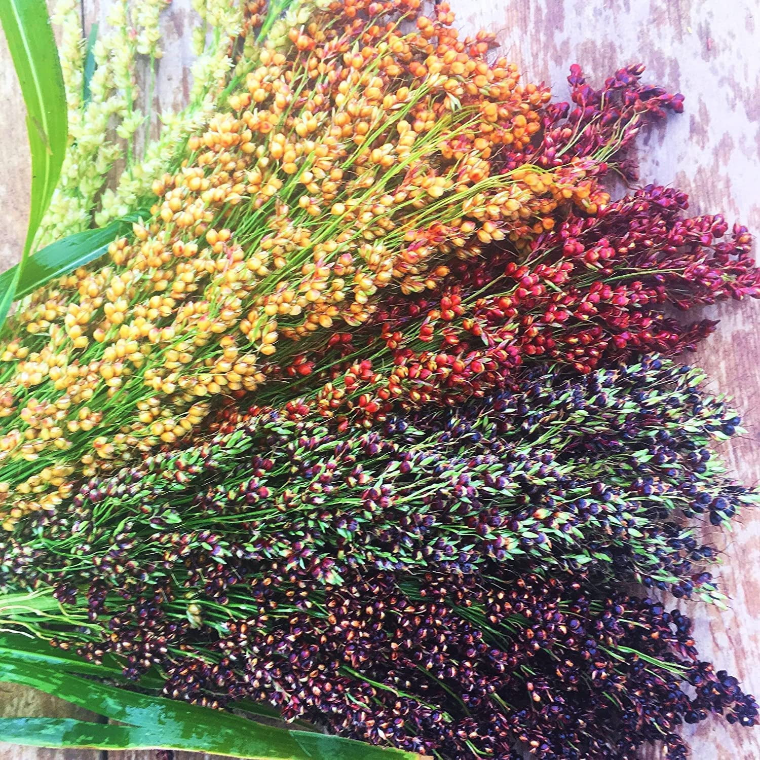 Food Plot Seeds for Planting - Grow Food for Deer, Turkey, Elk ...