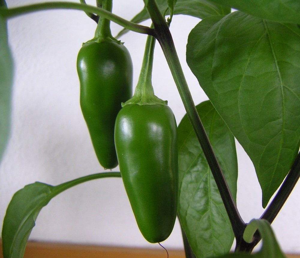 Fooled You Jalapeno Hybrid Pepper - 25 Seeds - Walmart.com