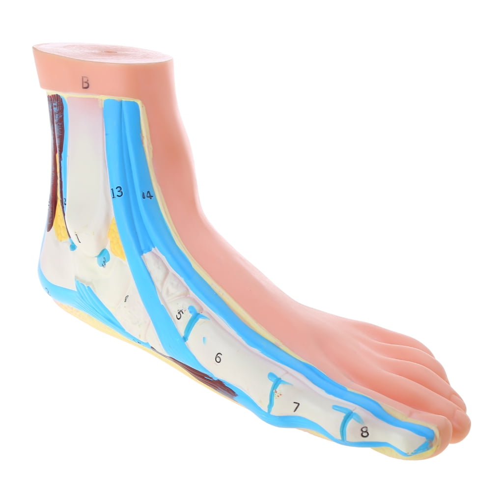 Life Size Skeleton Evotech Scientific Life-Size Foot Anatomy Model ...