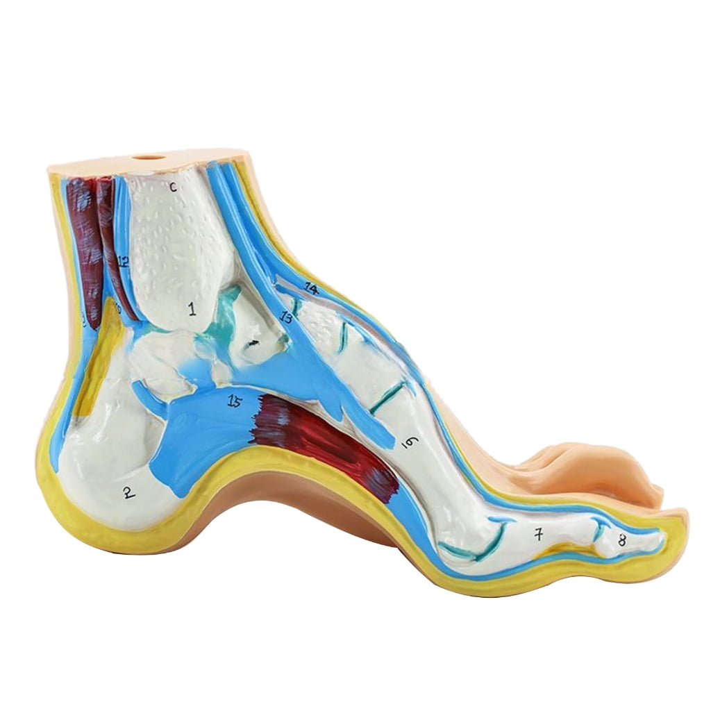 Foot Anatomical Model, Including Bones, Muscles, Ligaments, Human Foot ...