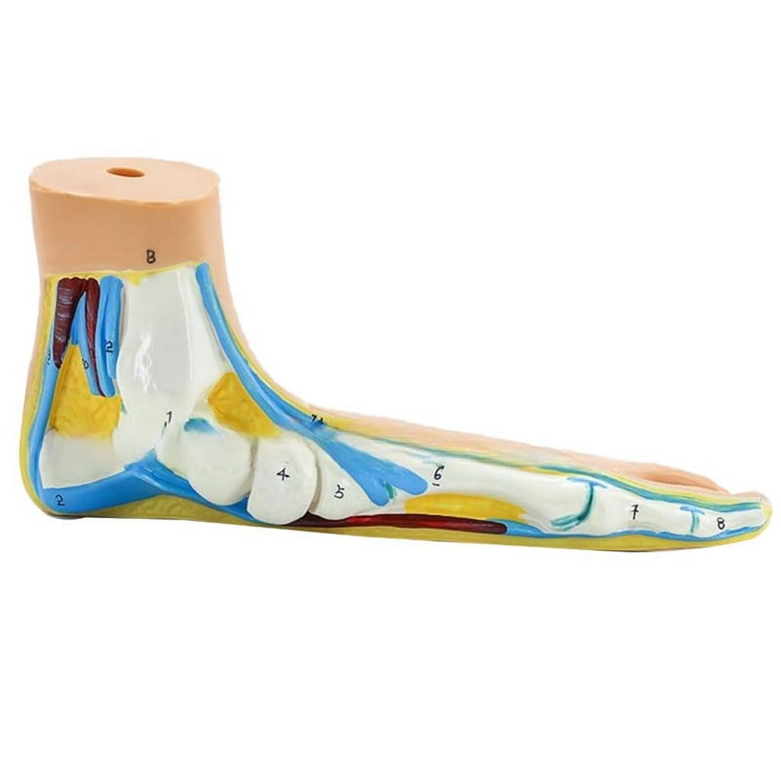 Foot Anatomy Model, Human Anatomy Foot Model, Normal Flat Arched Foot ...