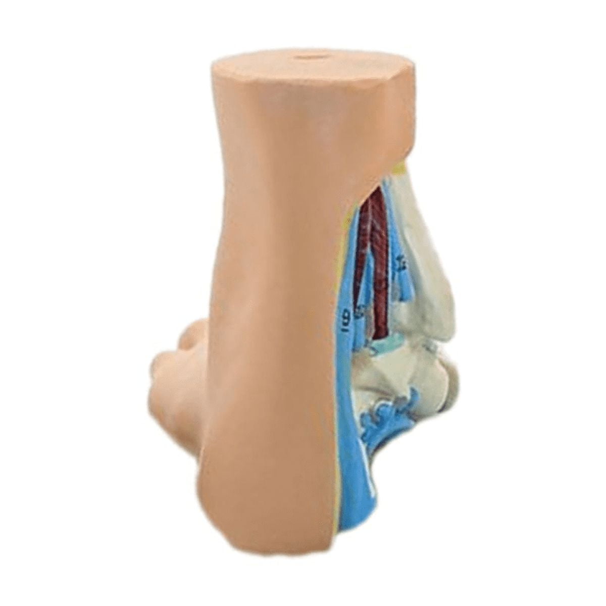 Foot Anatomy Model, Human Anatomy Foot Model, Normal Flat Arched Foot ...