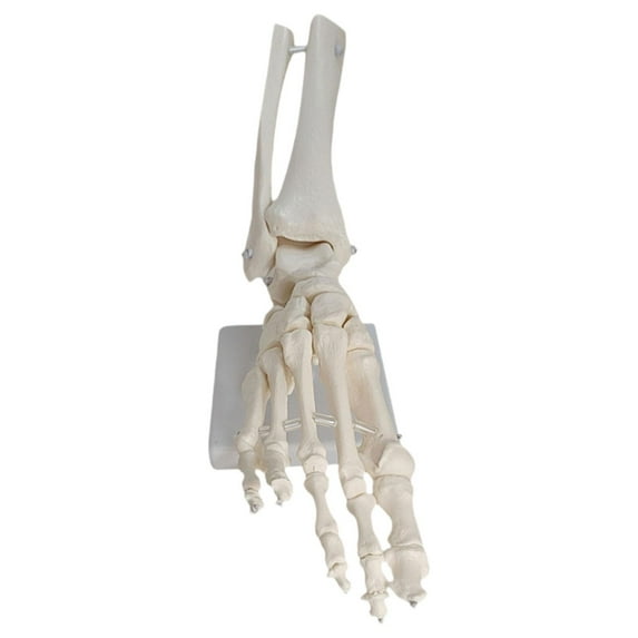 Foot Bone Joint Model Life Size Movable Skeleton with Flexible PVC ...