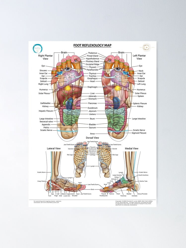 Foot Reflexology Map Poster - Walmart.com