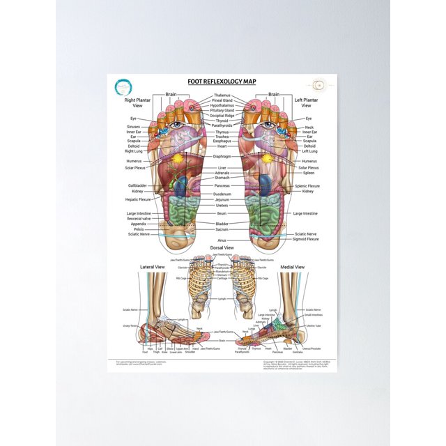 Foot Reflexology Map Poster - Walmart.com