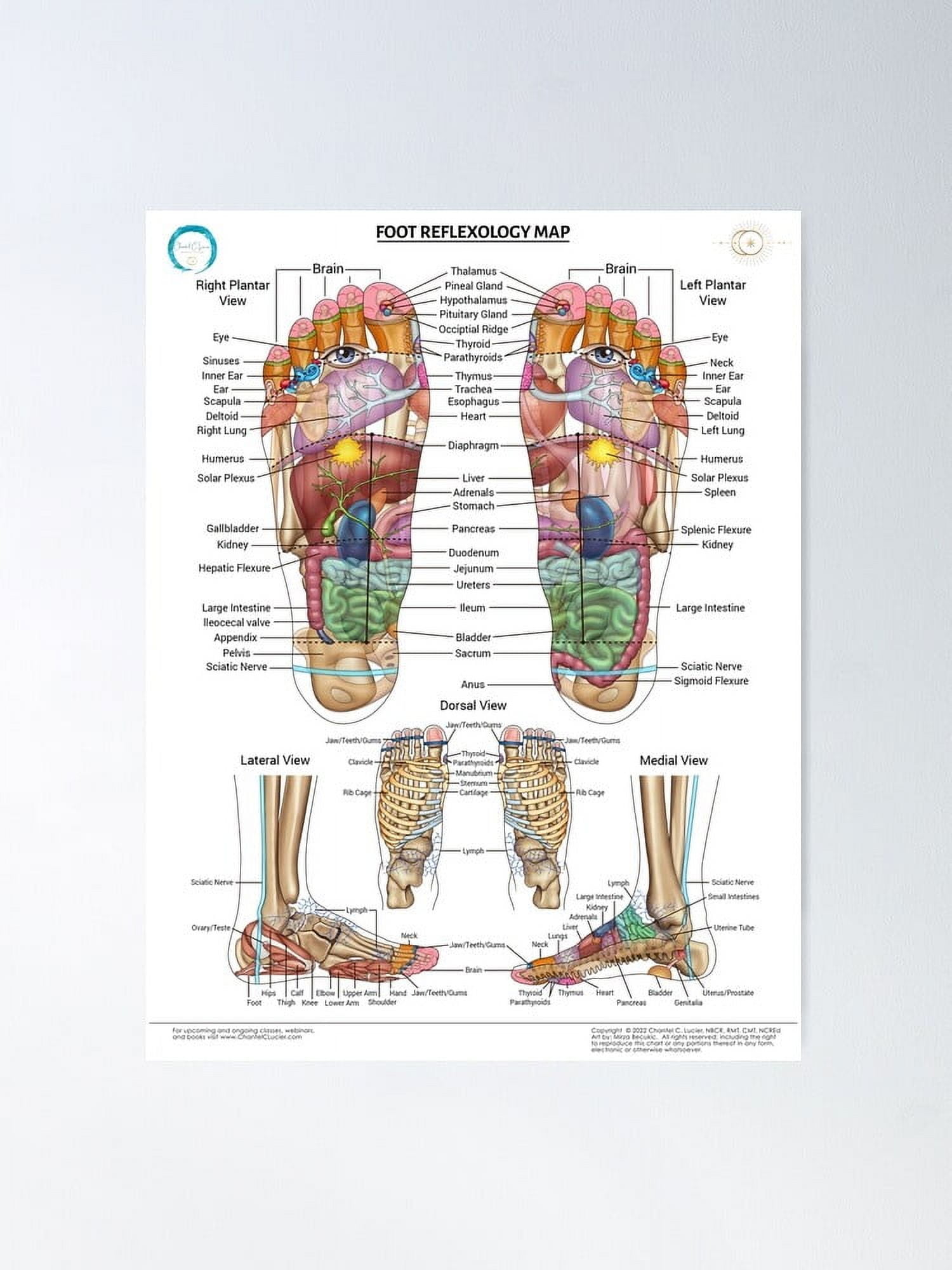 Foot Reflexology Map Poster - Walmart.com