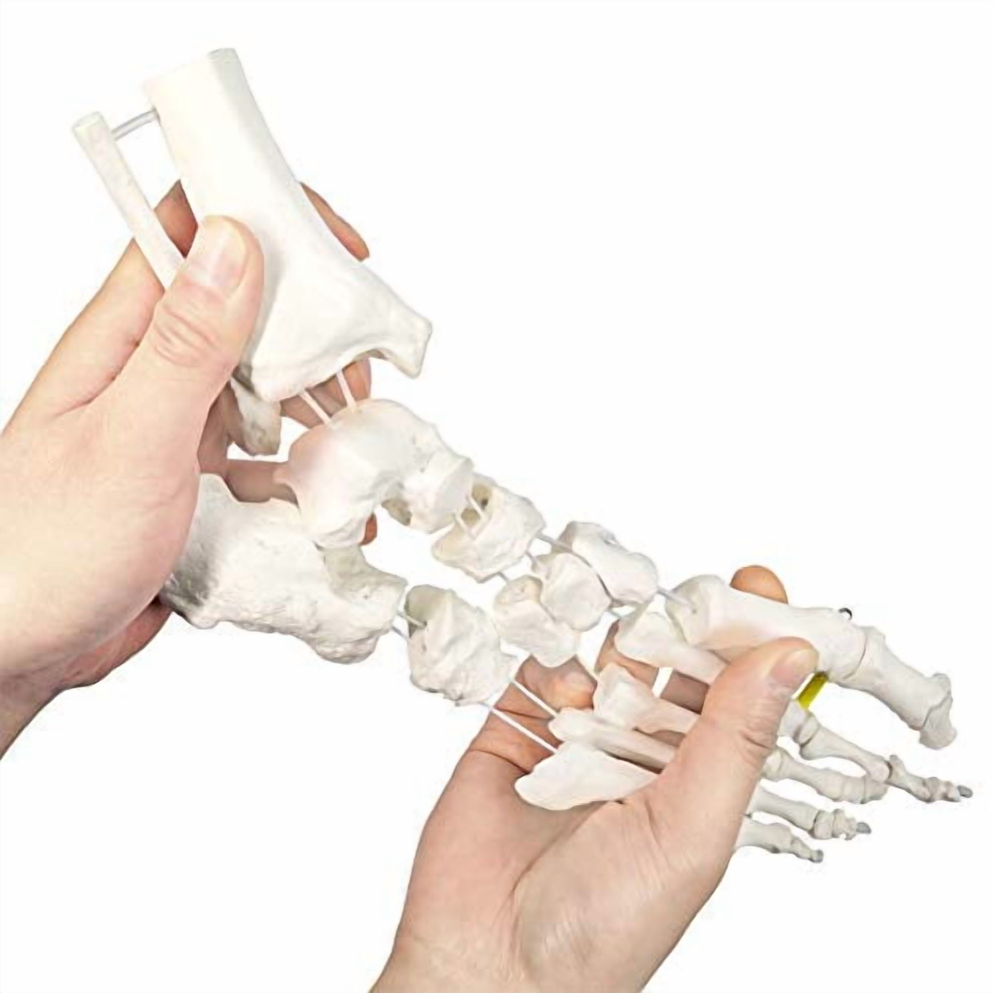 Foot Skeleton Model On Elastic, W/Tibia-Fibula Stump Strung Elastic ...