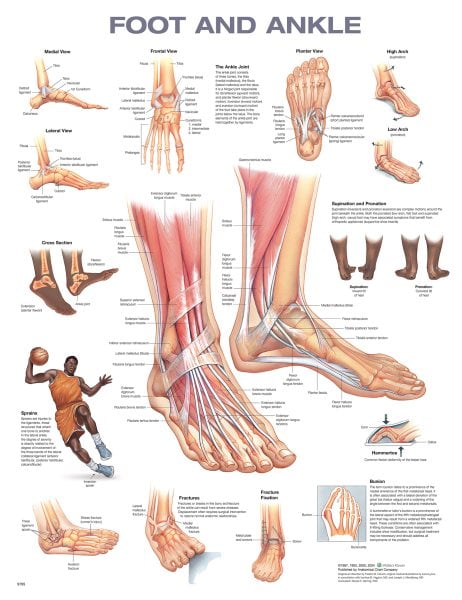 Foot and Ankle Anatomical Chart - Walmart.com