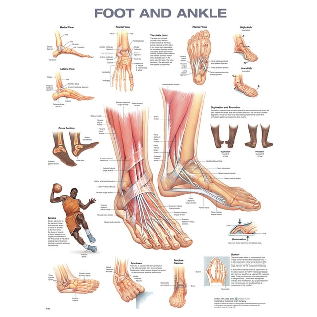 Foot and Ankle Anatomical Chart - Walmart.com