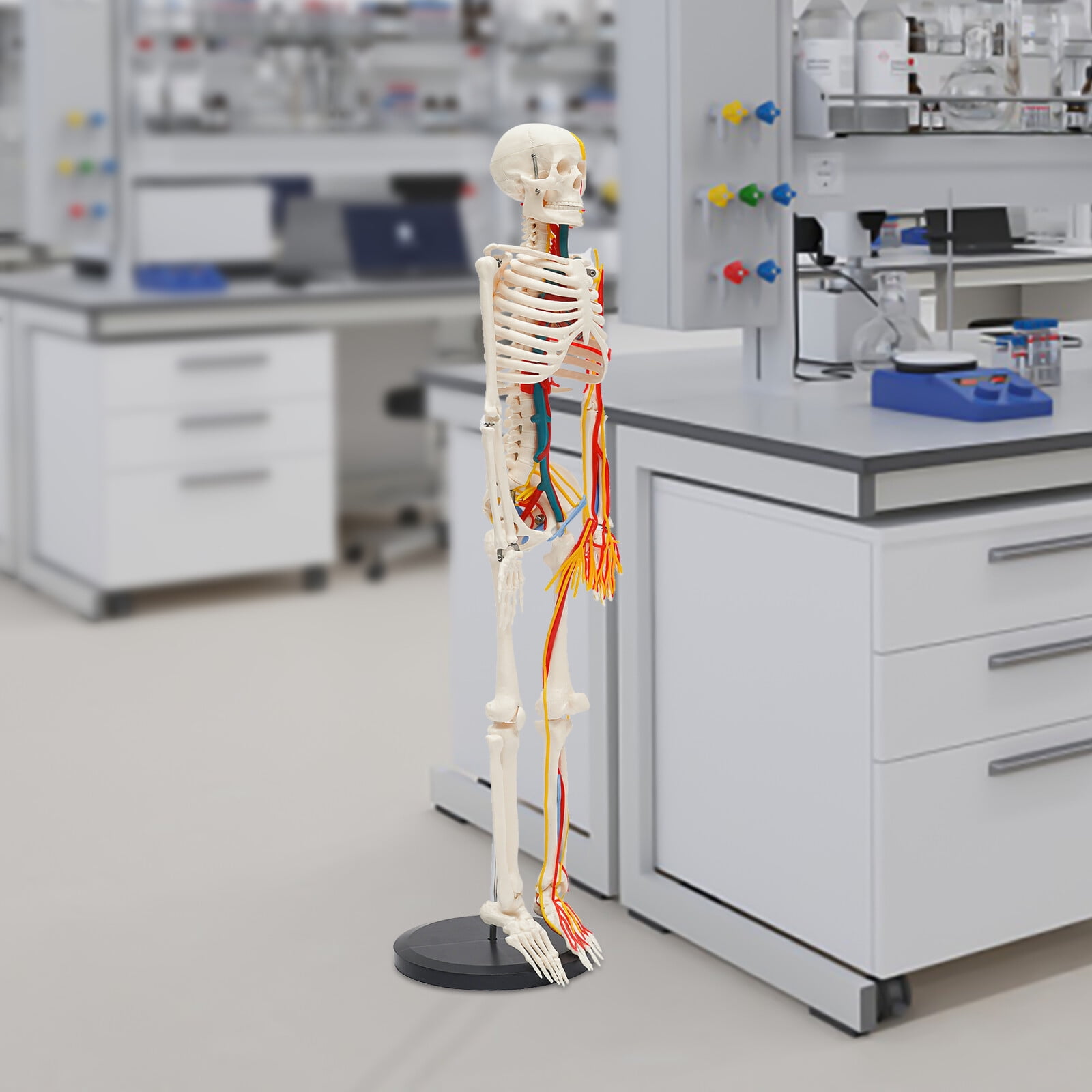 For Teaching Model 34" Model Skeleton Anatomical Human Anatomy Medical ...