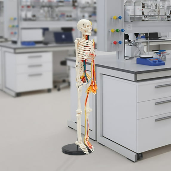 For Teaching Model 34" Model Skeleton Anatomical Human Anatomy Medical ...