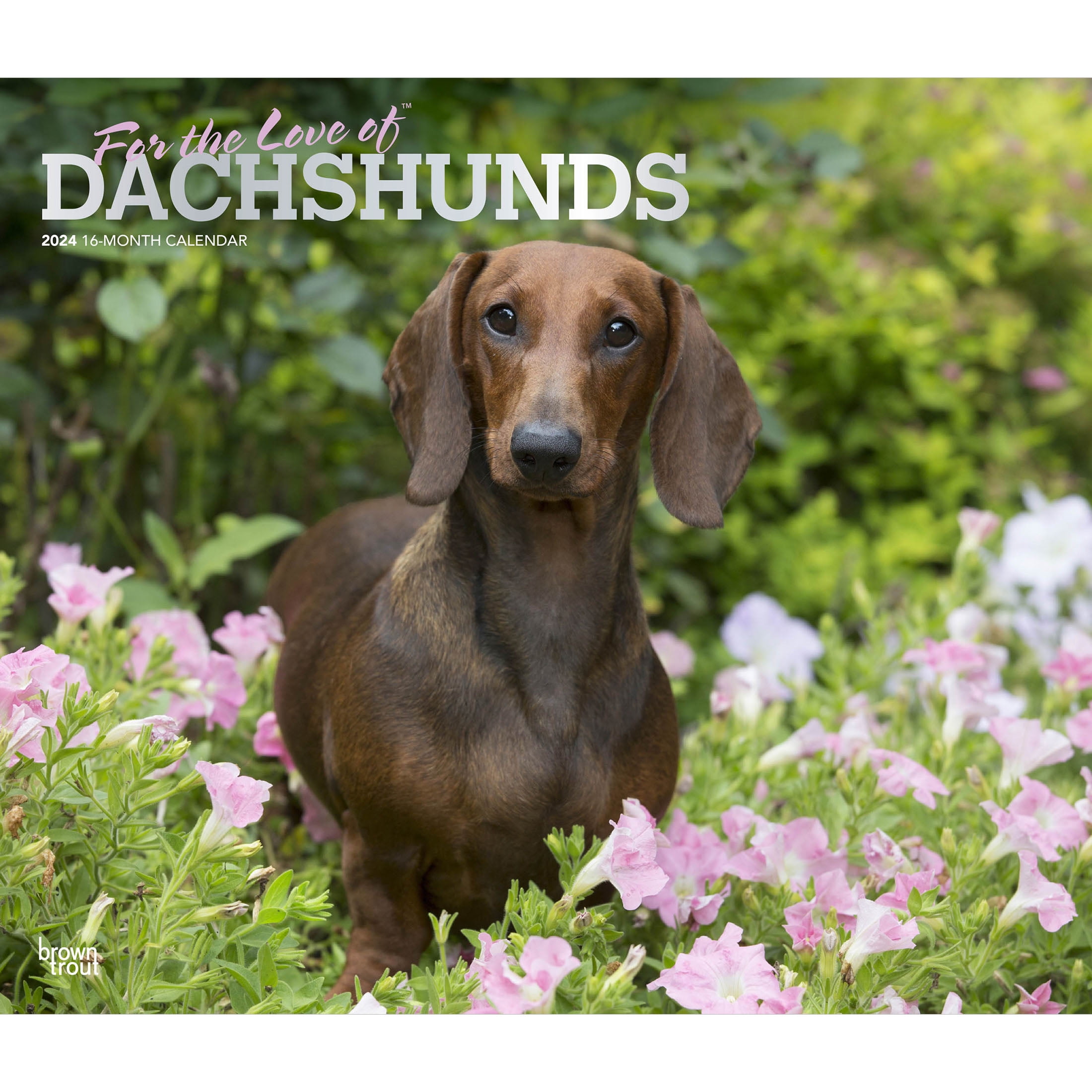 For the Love of Dachshunds | 2024 14x24" (Hanging) Wall Calendar ...