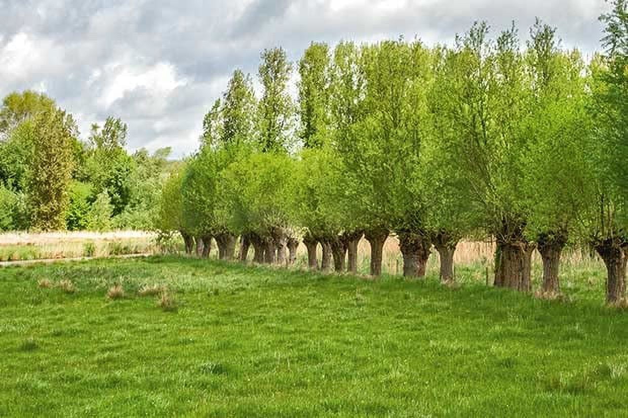 Forage Willow Plants - Fast Growing Forage and Shade Provider - Horses ...