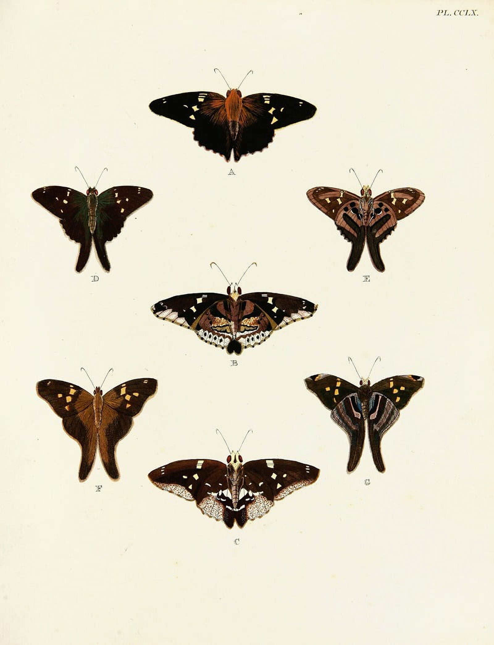 Foreign butterflies occurring in the three continents Asia, Africa and ...