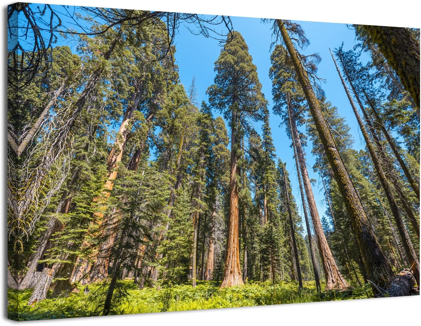 Forest Canvas Wall Art Sequoia National Park Posters Giant Cedar Forest ...