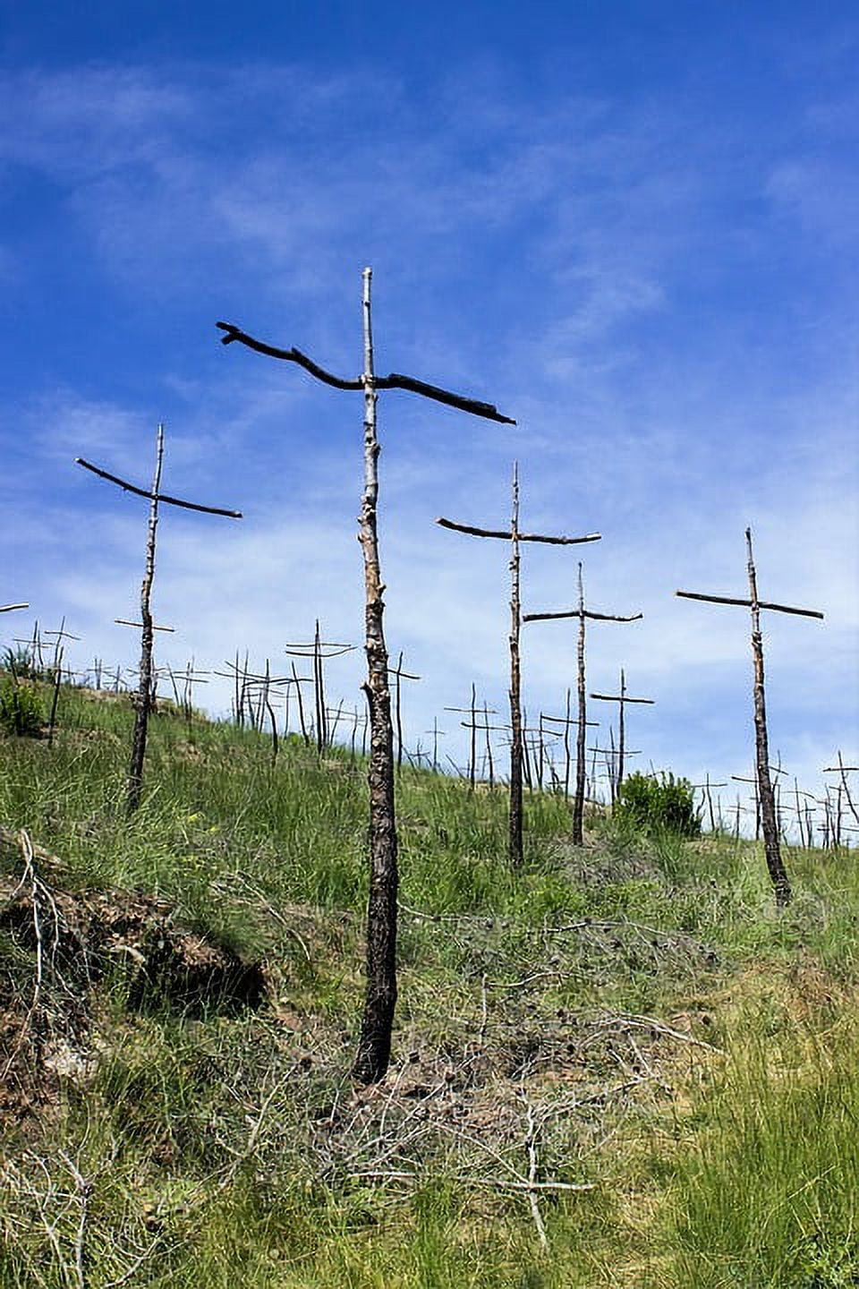 Forest Cruz Fire Desolation - Laminated Poster Print -12 Inch by 18 ...