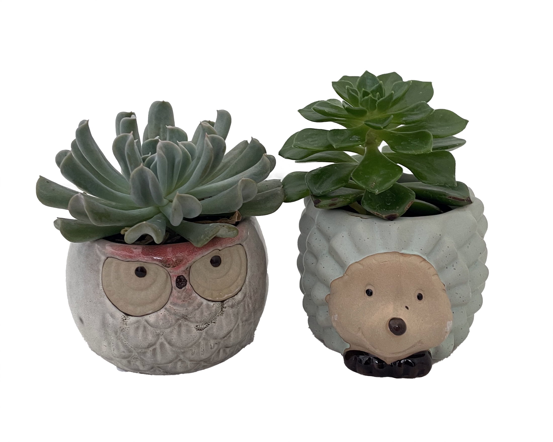 Forest Friends Owl and Hedgehog Ceramic Planters with Succulent Plants ...