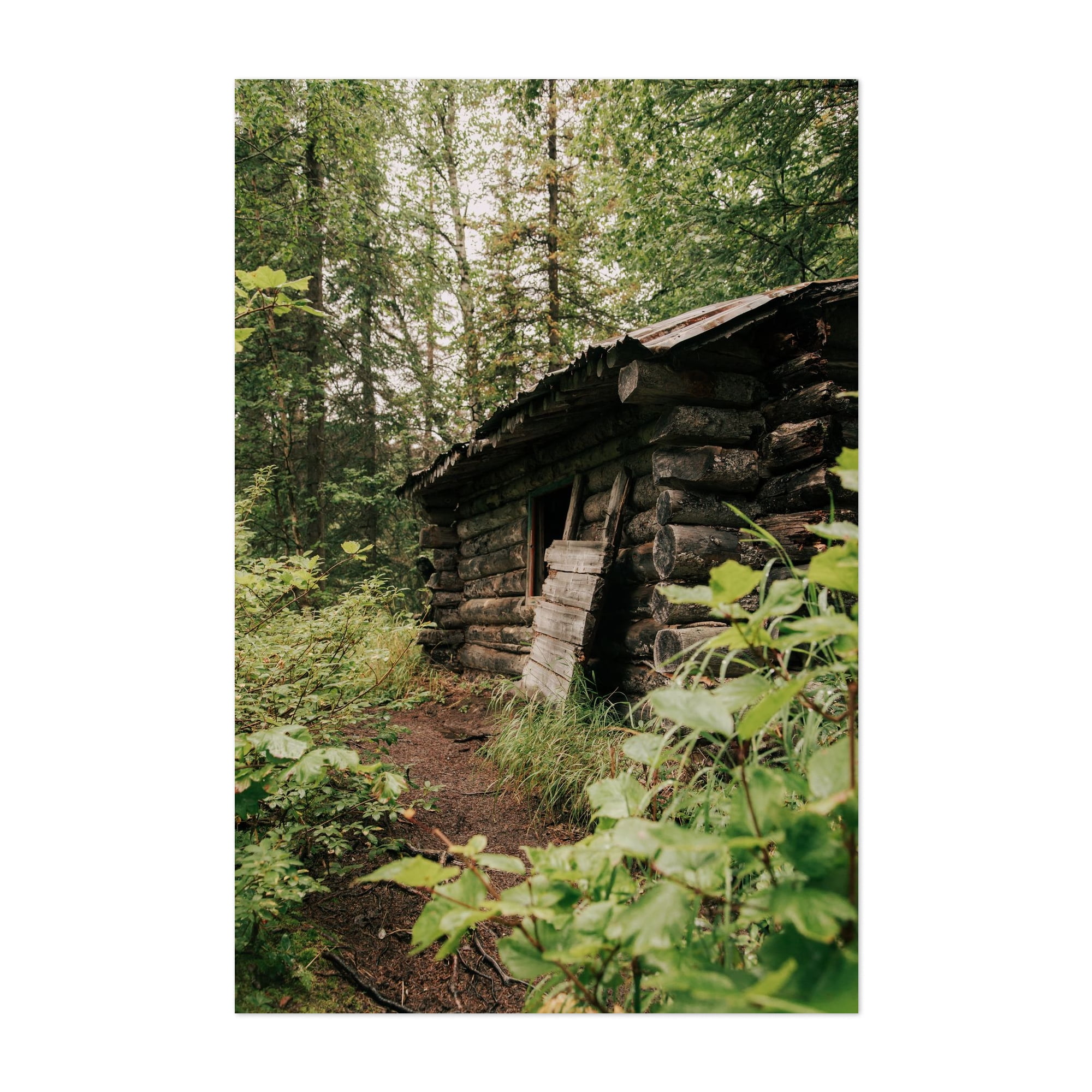 Forest Log Cabin - Alaska Photography Rustic Forest Woodland Nature ...