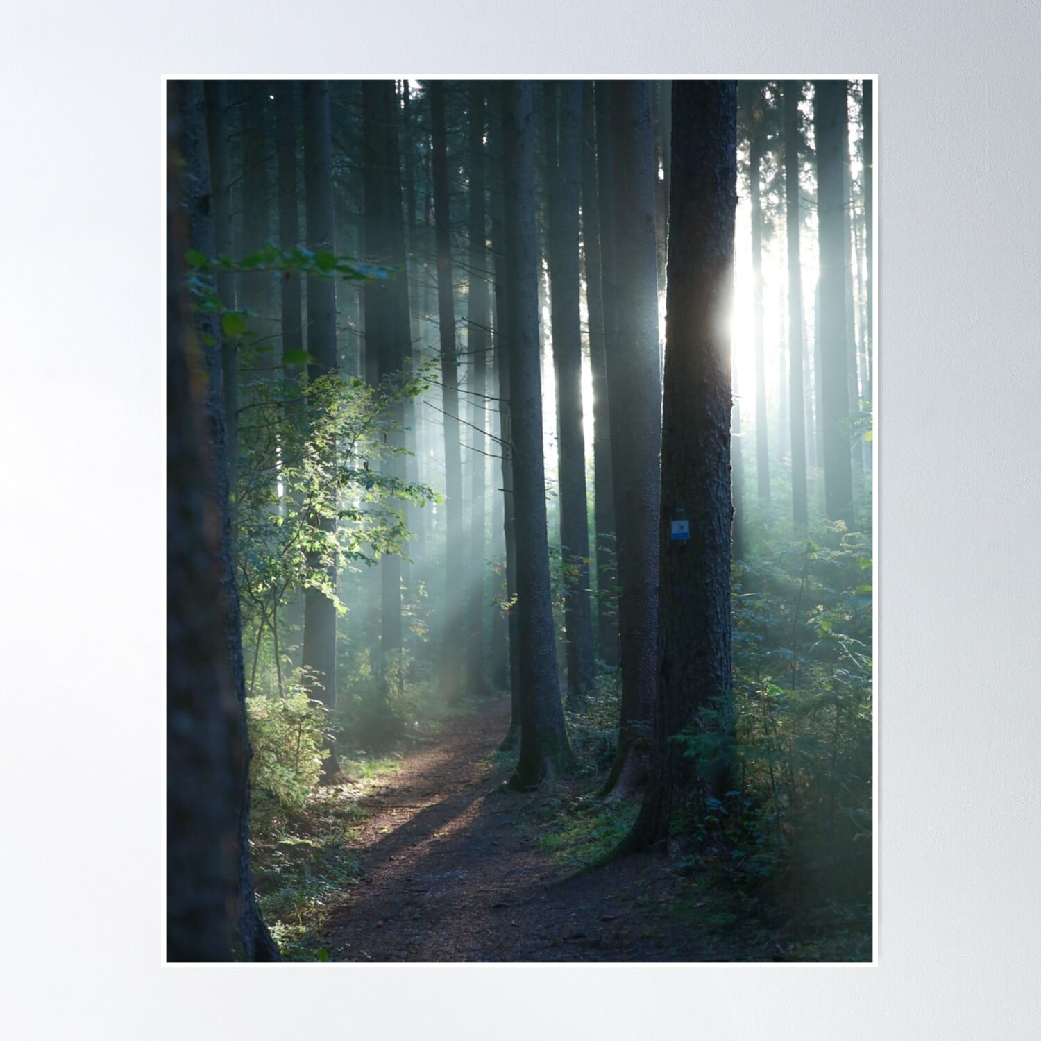 Forest Path With Sun Rays Poster Wall Art, Modern Wall Decor, 12x18 ...