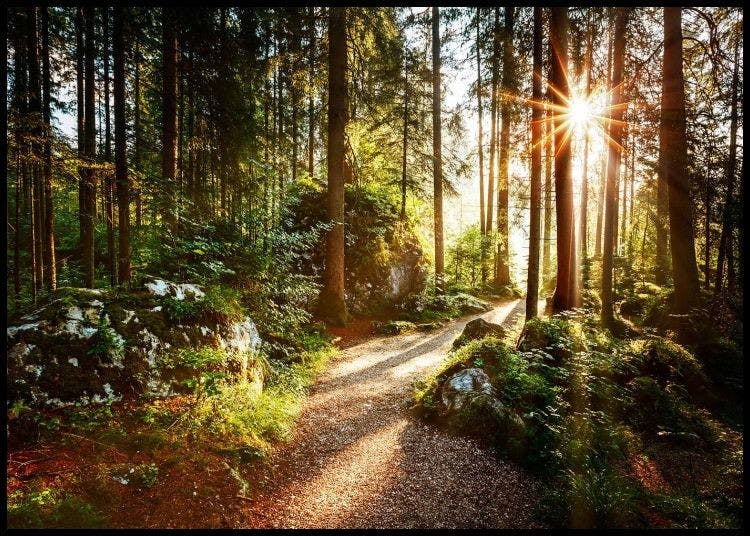 Forest Pathway Poster Wall Art, Modern Wall Decor For Living Room ...