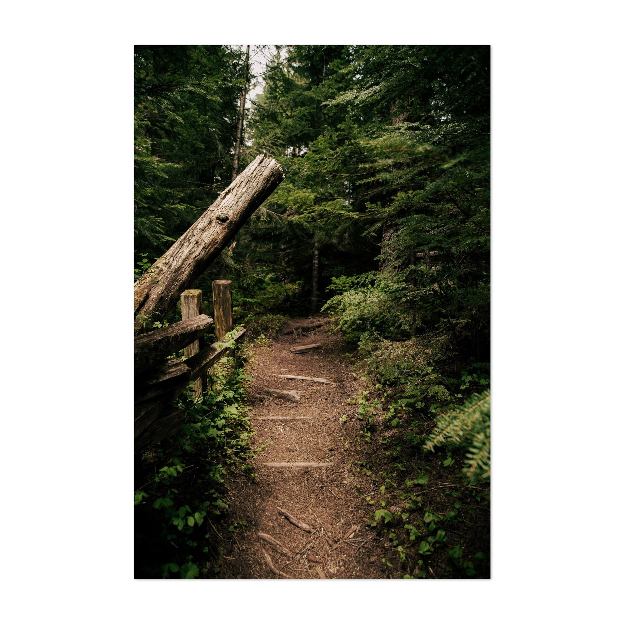Forest Pathway - Washington Photography Forest Nature Woodland Scenic ...