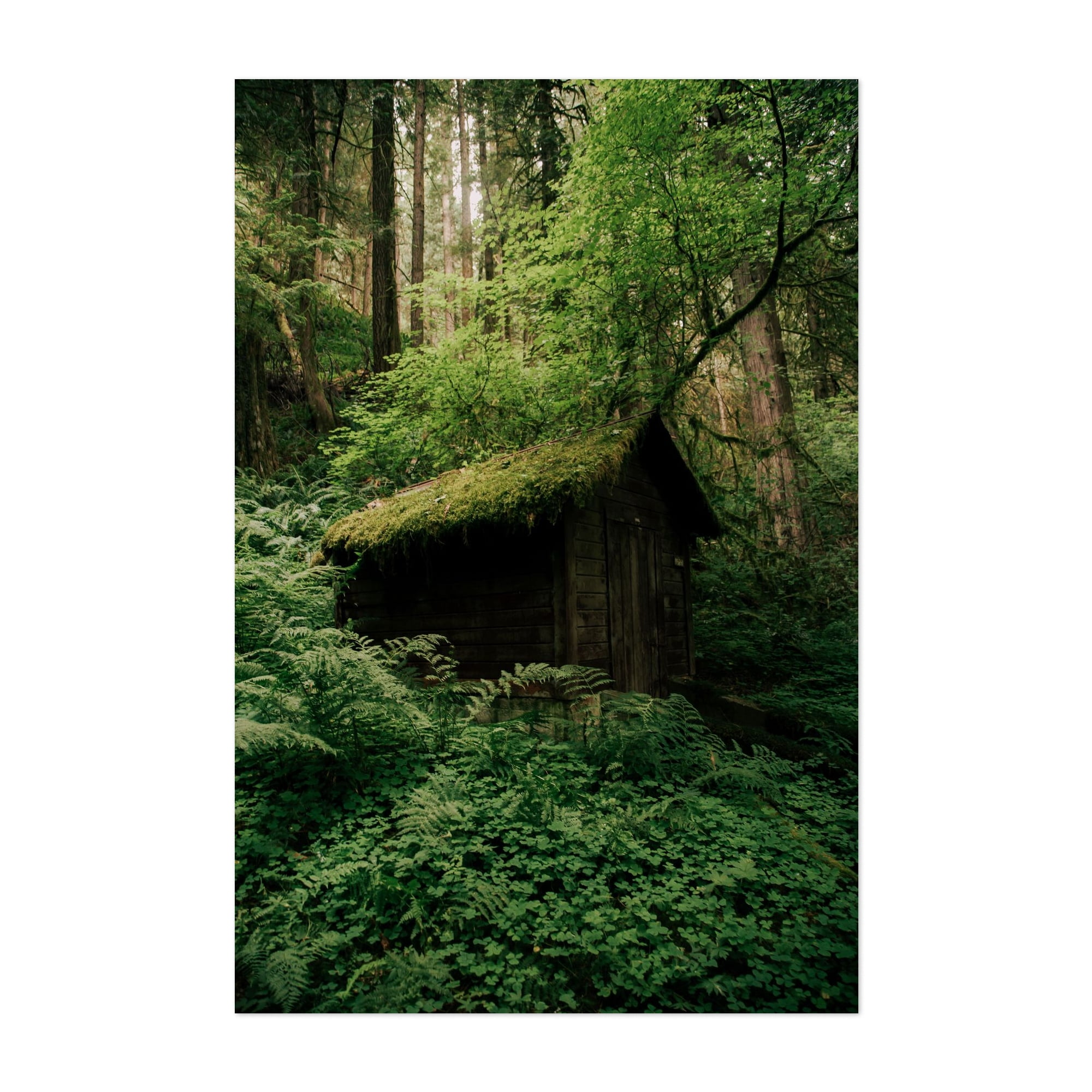 Forest Shack - Oregon Photography Forest Nature Woodland Rustic ...