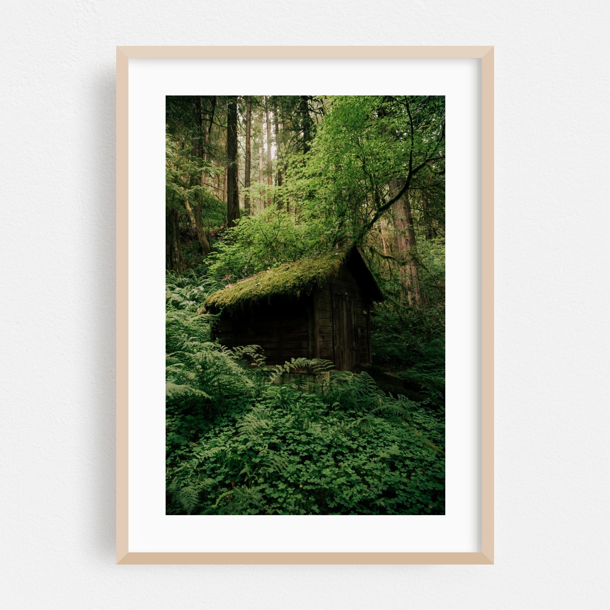 Forest Shack - Photography Forest Nature Woodland Rustic Wilderness ...