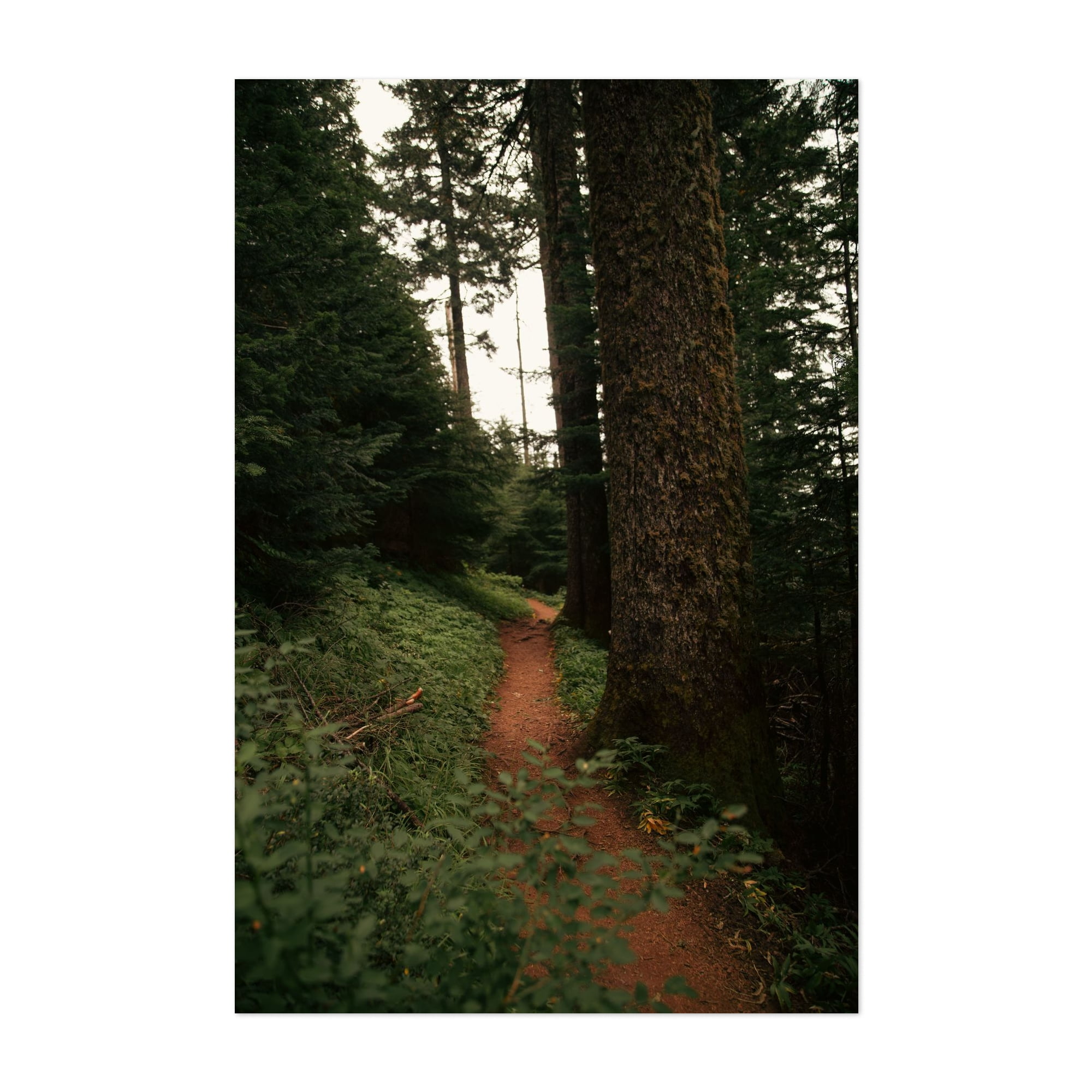 Forest Trail II - Oregon Photography Forest Nature Woodland Wilderness ...