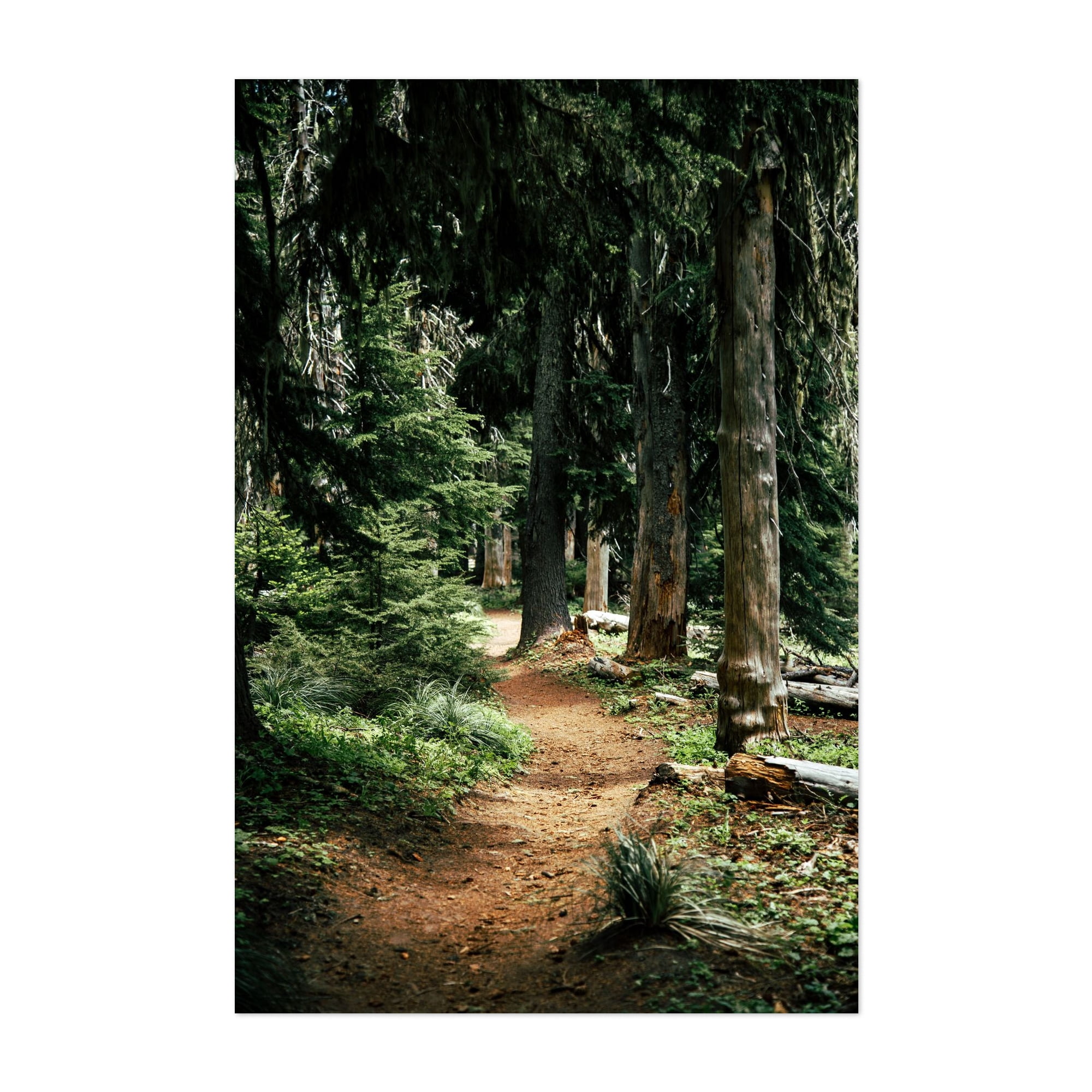 Forest Trail - Oregon Photography Forest Nature Woodland Wilderness ...