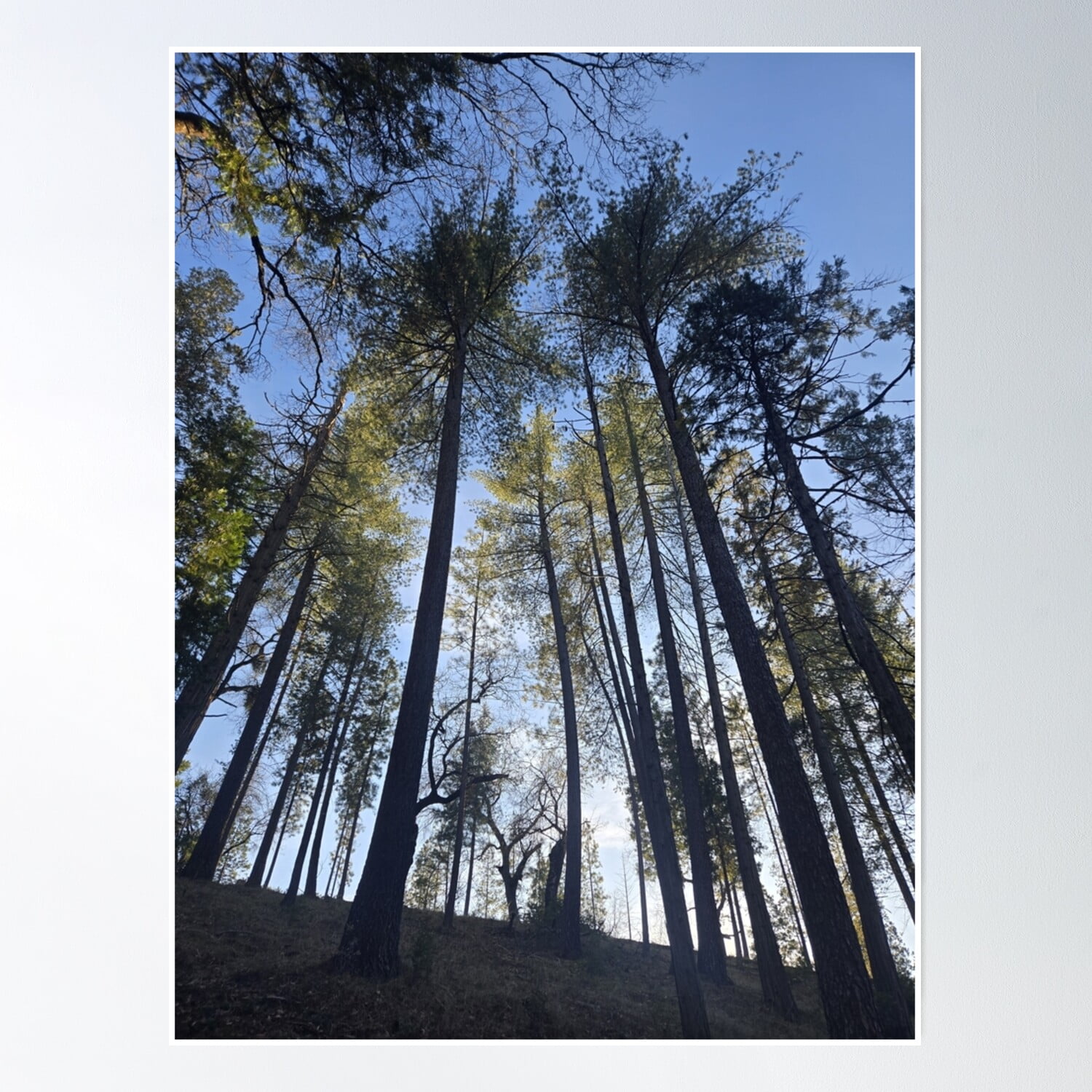 Forest Trees Poster Wall Art, Modern Wall Decor, 24x36 UNFRAMED ...