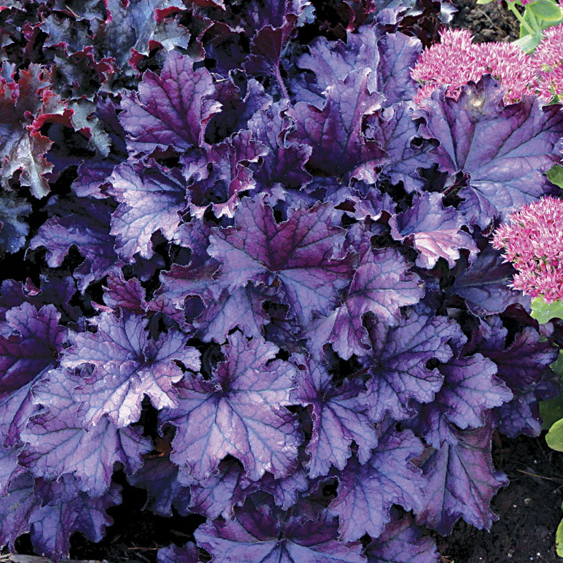 Forever Purple Coral Bells - Heuchera - Shade Perennial - 4" Pot ...