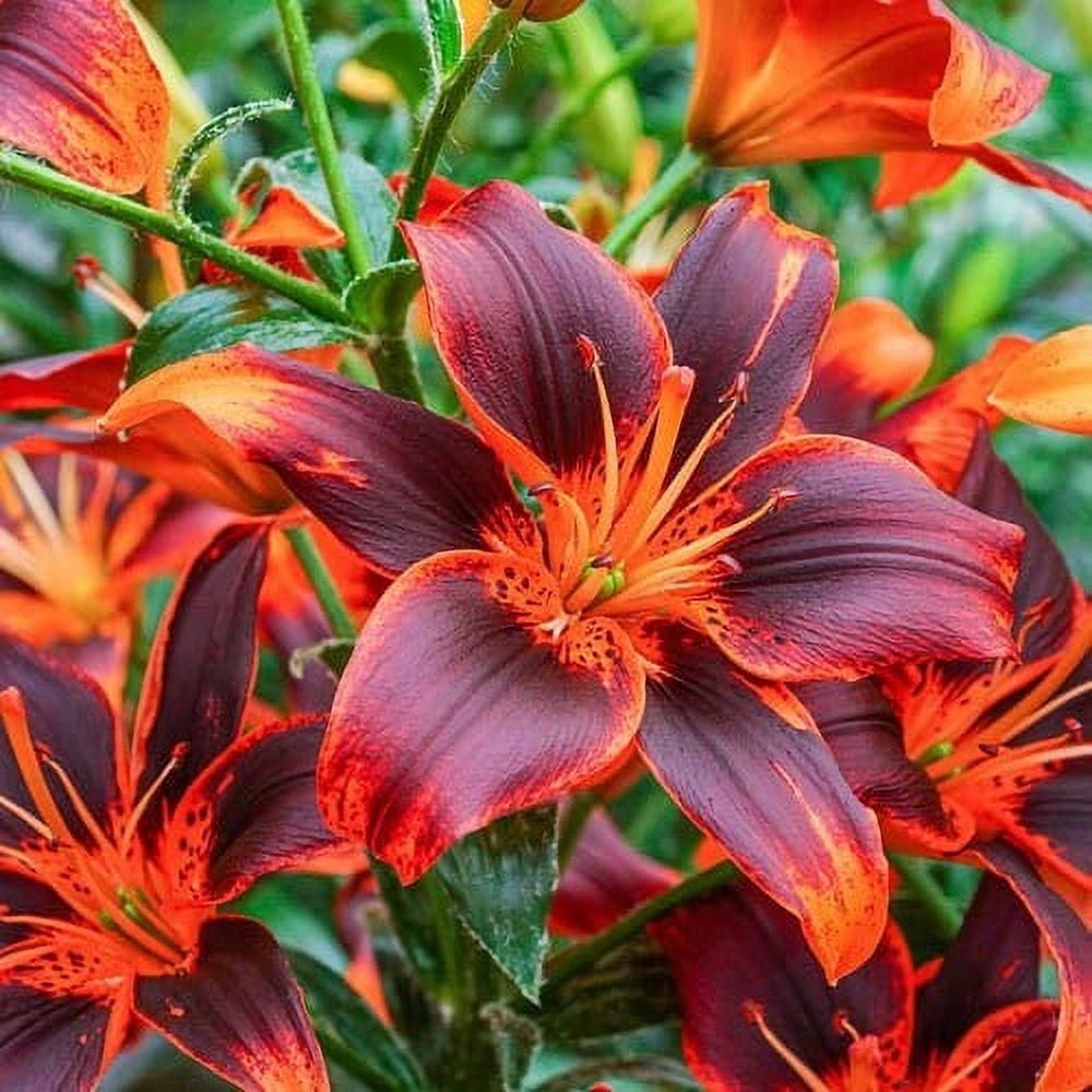 Forever Susan Asiatic Lily (3 Bulbs) - Flourishing Venture - Walmart.com