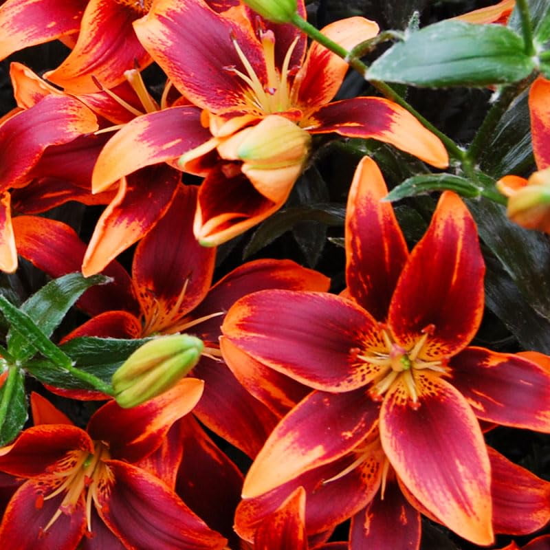 Forever Susan Asiatic Lily Flower Bulbs - 3 Lilies Per Pack - Attracts ...