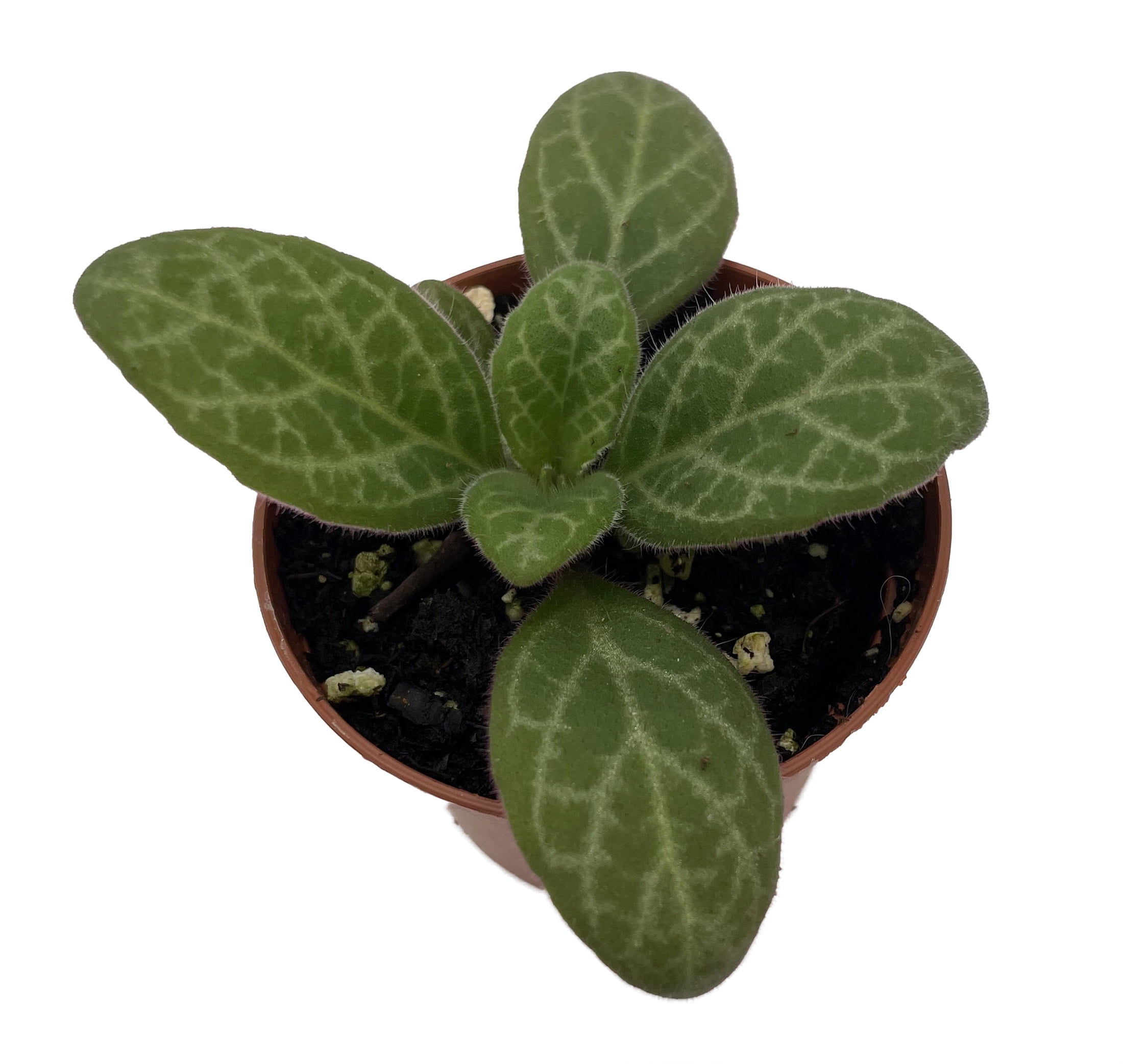 Forever Yung Asian Violet - JV Primulina - 2.5" Pot - Collector's ...