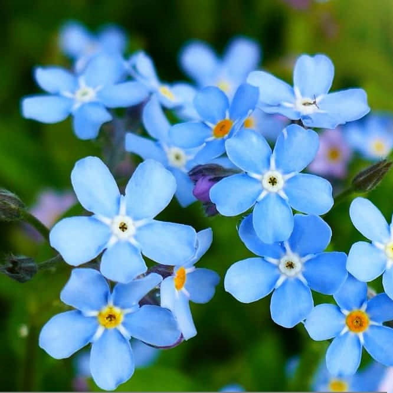 Forget Me Not 100 Seeds Newly Harvested, Beautiful Abundant Blooms ...