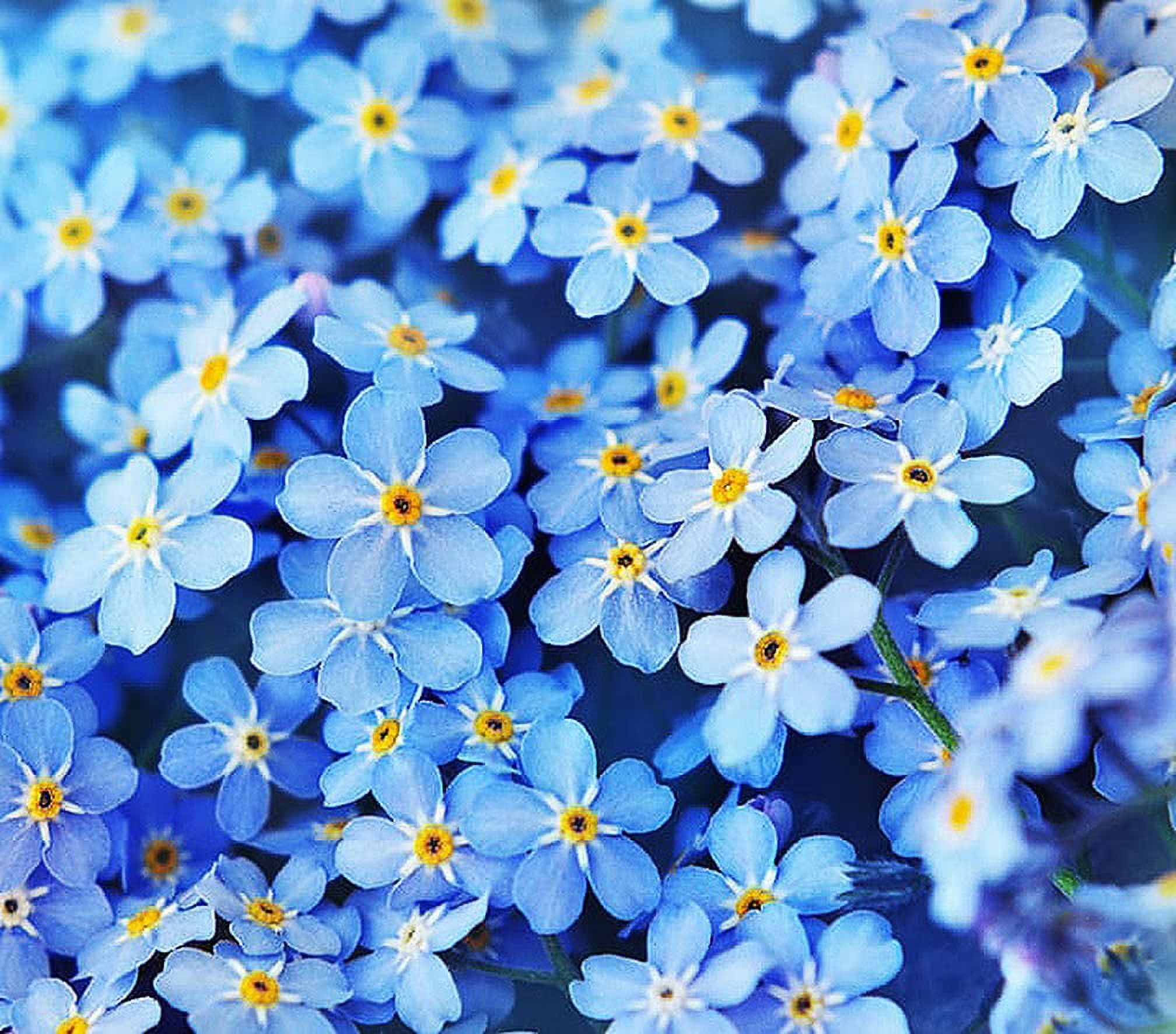 Forget Me Not Seeds - 5000 Flower MHD1Seeds - Perennial Ground Cover ...