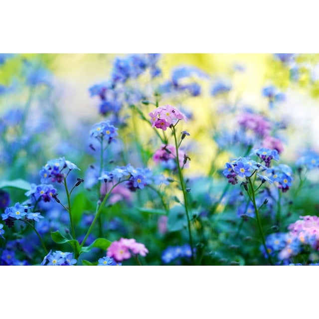 Forget-Me-Not Seeds/ Perennial/ Full Sun/1600 Seeds 1 Gram/ Zellajake ...