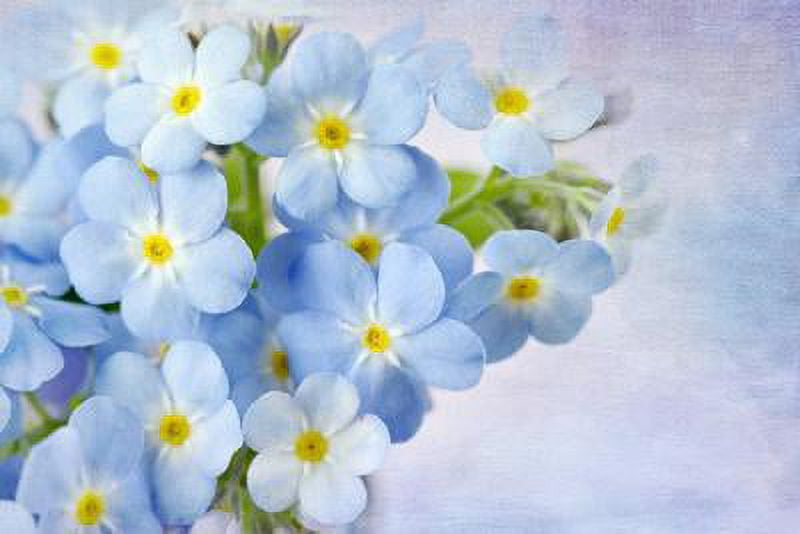 Forget Me Not on Blue Background, Unframed Photographic Print Wall Art ...