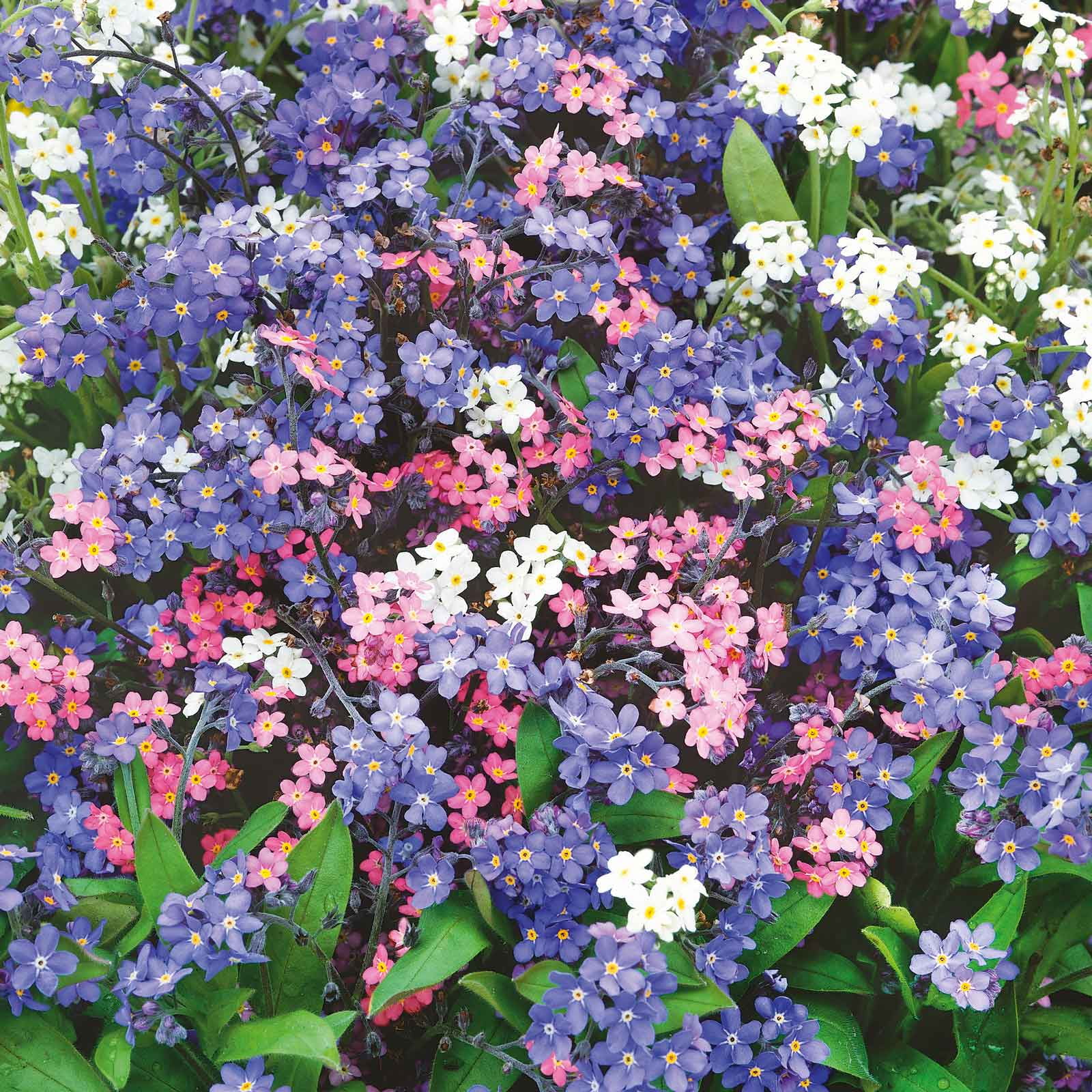 Eden Brothers Forget Me Not Seeds - Mixed Colors - Walmart.com