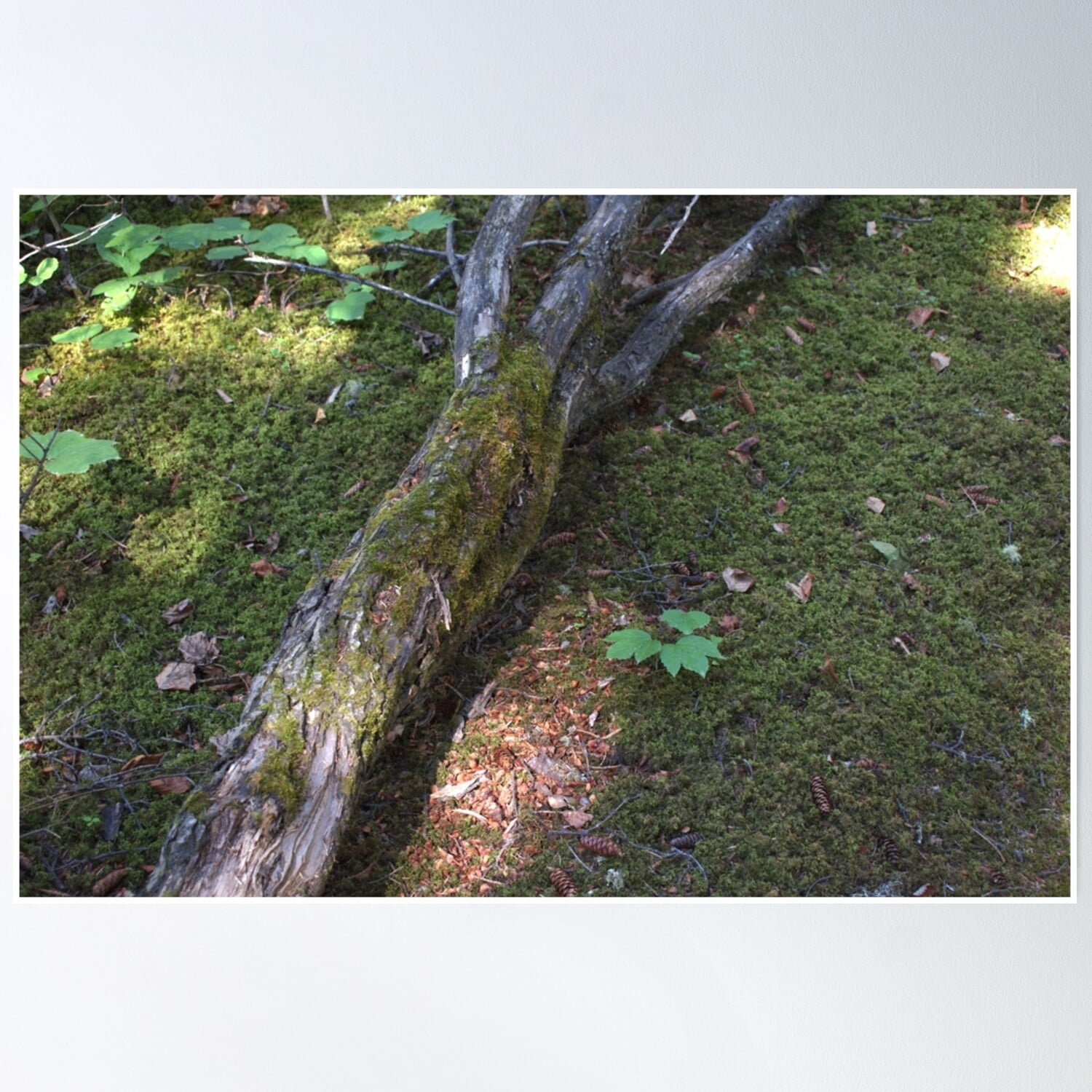 Forgotten Poster Wall Art, Modern Wall Decor, 8x12 UNFRAMED - Walmart.com