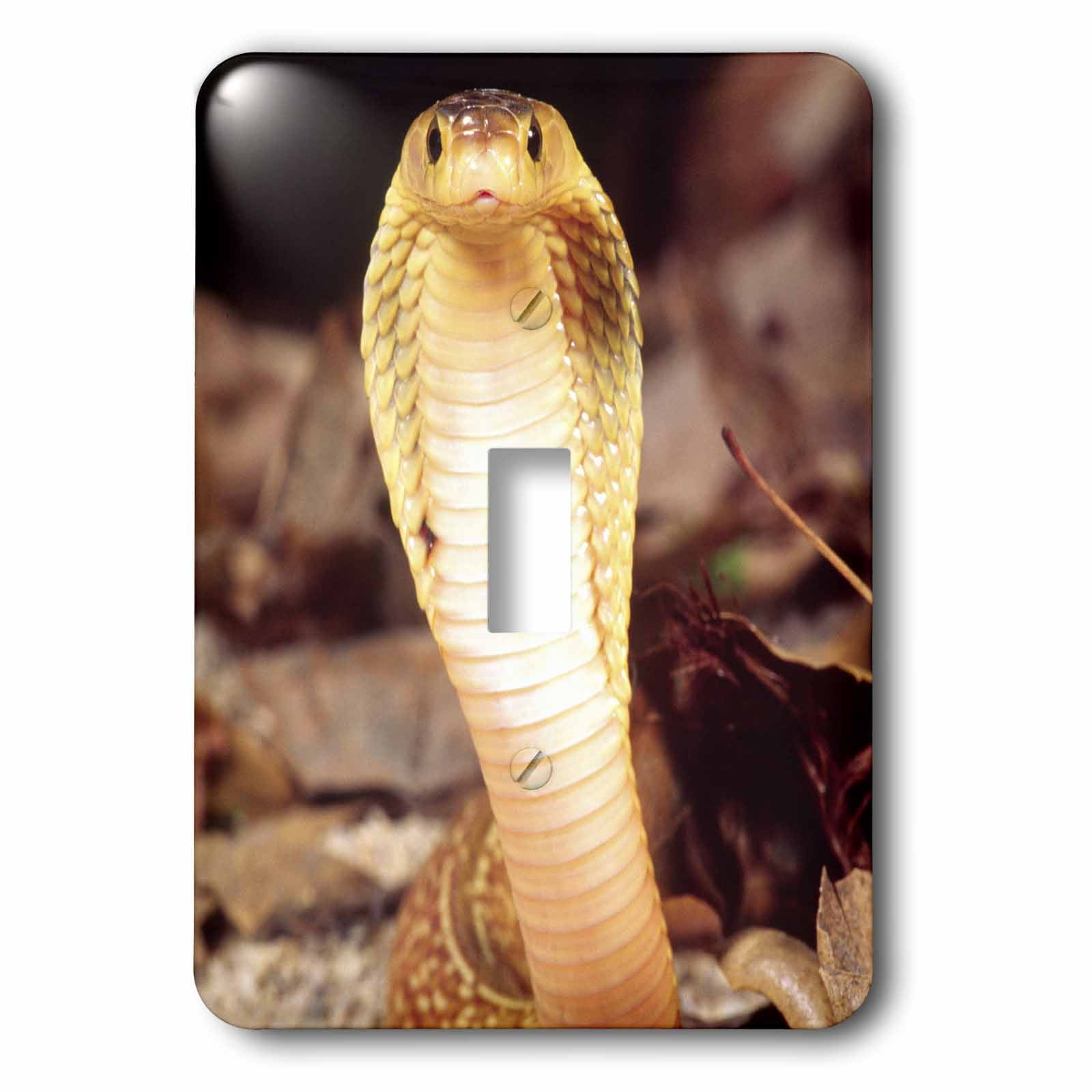 3dRose, Formosa Island Cobra snake - NA02 DNO0468 - David Northcott ...