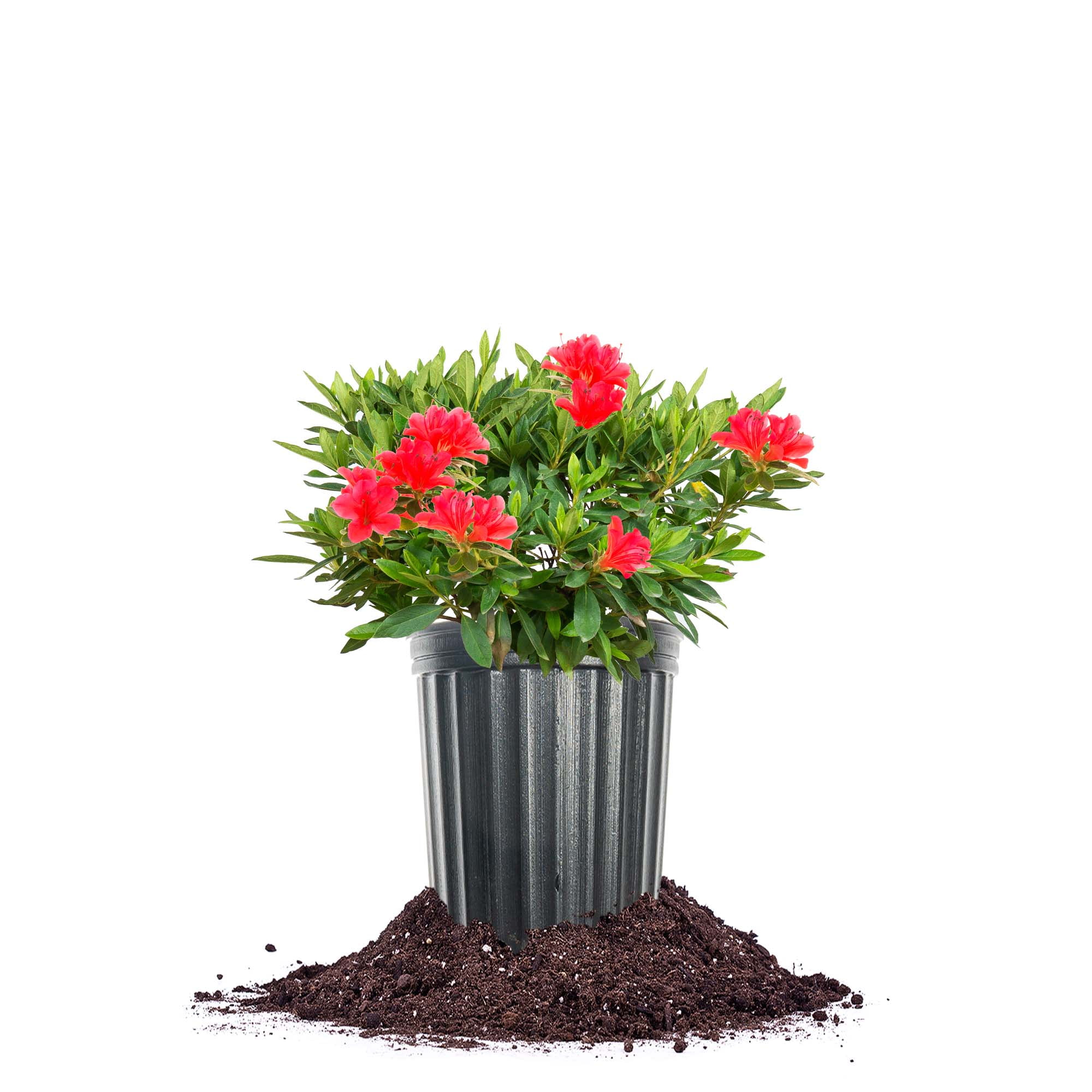 Formosa Red Azalea 1 Gallon - Walmart.com