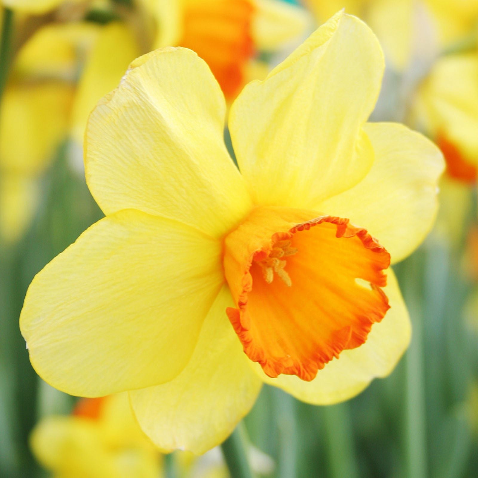 Fortissimo Daffodil Flower Bulbs - 5 Bulbs per Pack - Deer Resistant ...