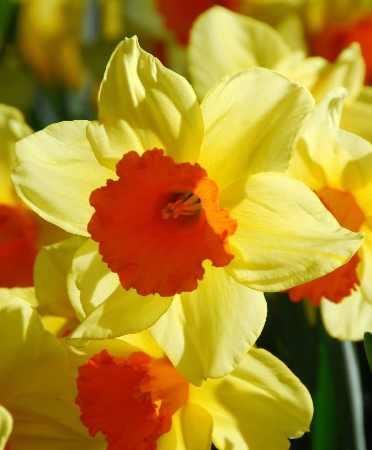 Fortissimo Large Cup Daffodil - 5 Bulbs 14/16 cm - Long Flowering ...