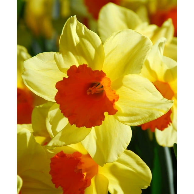 Fortissimo Large Cup Daffodil - 5 Bulbs 14/16 cm - Long Flowering ...