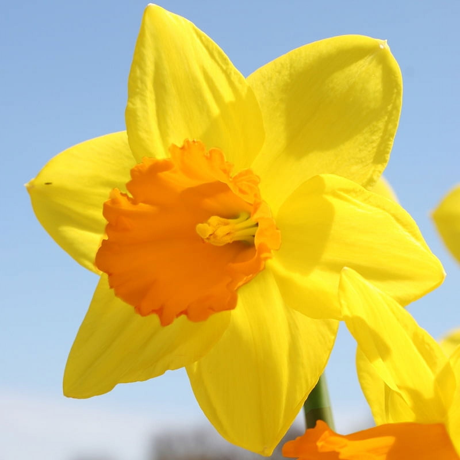 Fortune Daffodil Flower Bulbs Jumbo Pack - 25 Bulbs per Pack - Deer ...