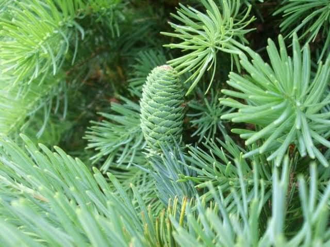 Fortune's Keteleeria Tree Seeds for Planting (30 Seeds) - Keteleeria ...