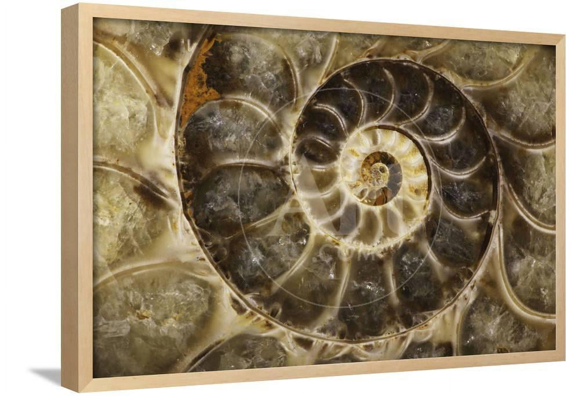 Fossil Ammonite, Framed Art Print Wall Art Sold by Art.Com - Walmart.com