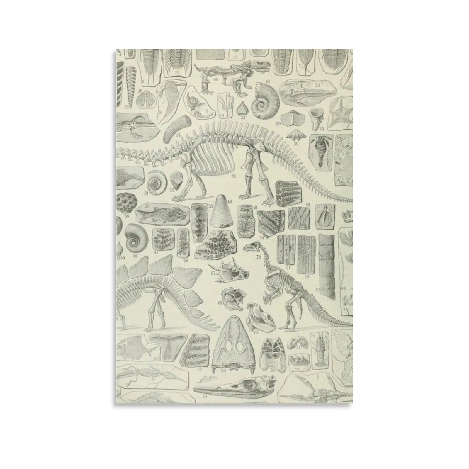 Fossil Chart Canvas Painting pictures for wall anime posters ration for ...