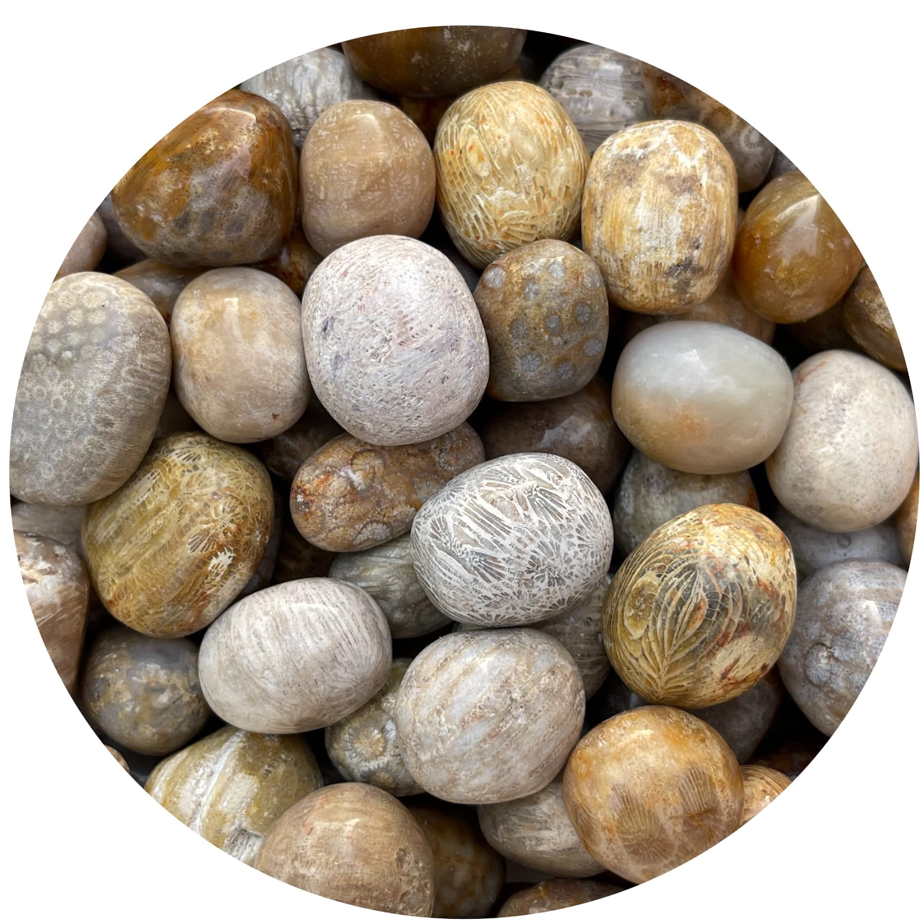 Fossil Coral Tumbled Stones, Polished Natural Fossil Coral Gemstone ...
